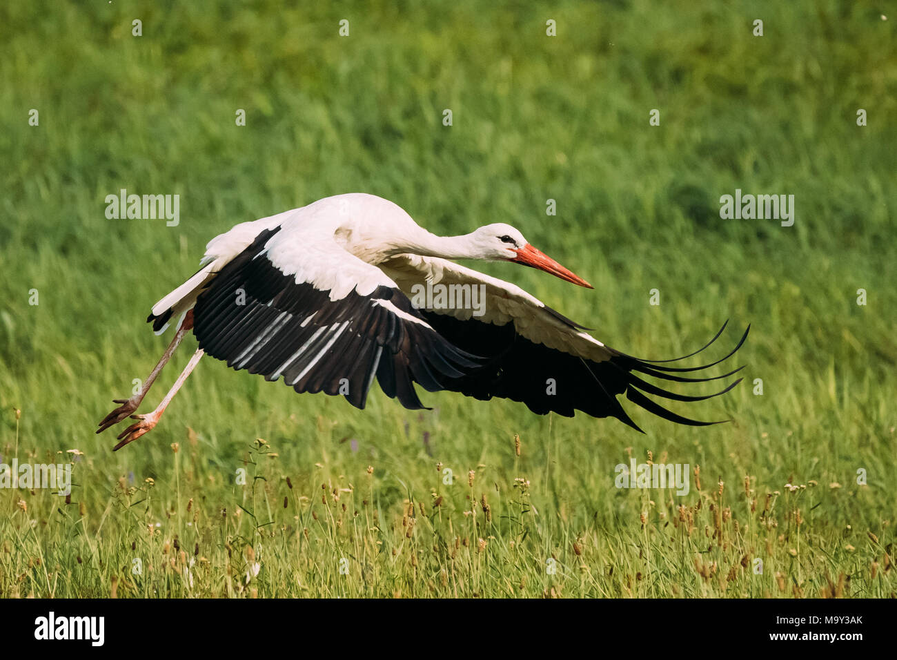 Taking off from grass hi-res stock photography and images - Alamy