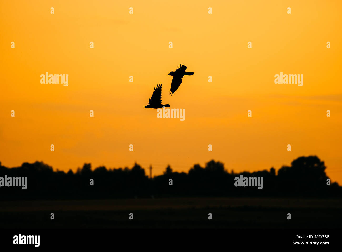 Crows in sunset sky hi-res stock photography and images - Alamy