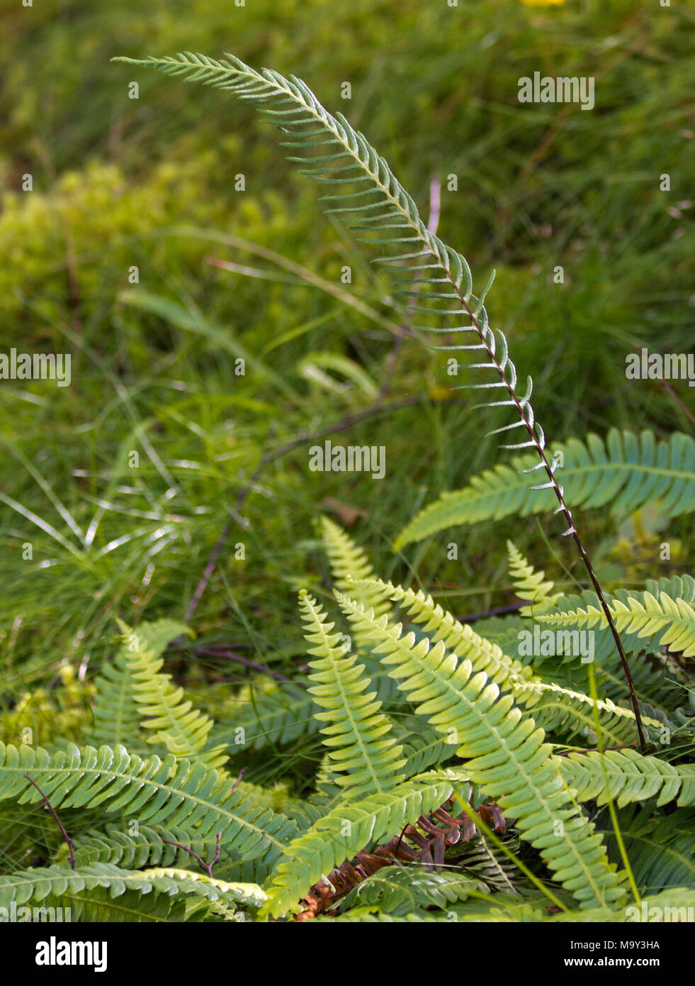 Hard fern (Blechnum spicant Stock Photo - Alamy
