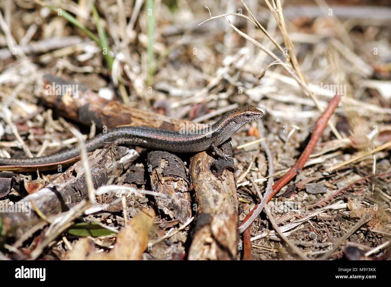 Droptail Skink Lizard on the woodland floor. Victoria, Australia Stock ...