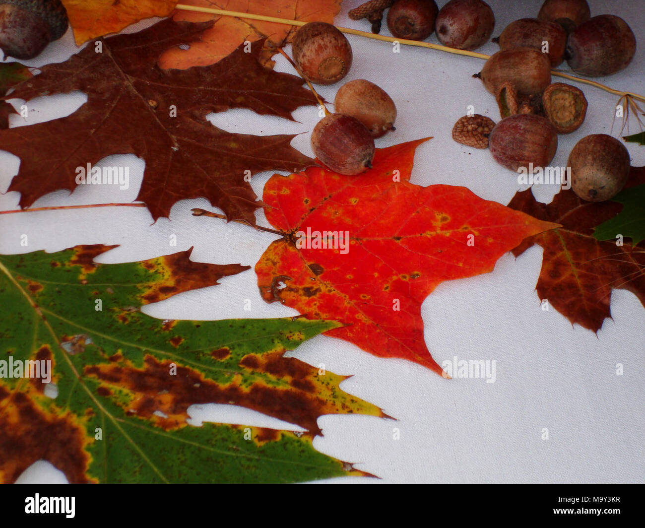 The creation of a thousand forests is in one acorn. ; -Ralph Waldo ...