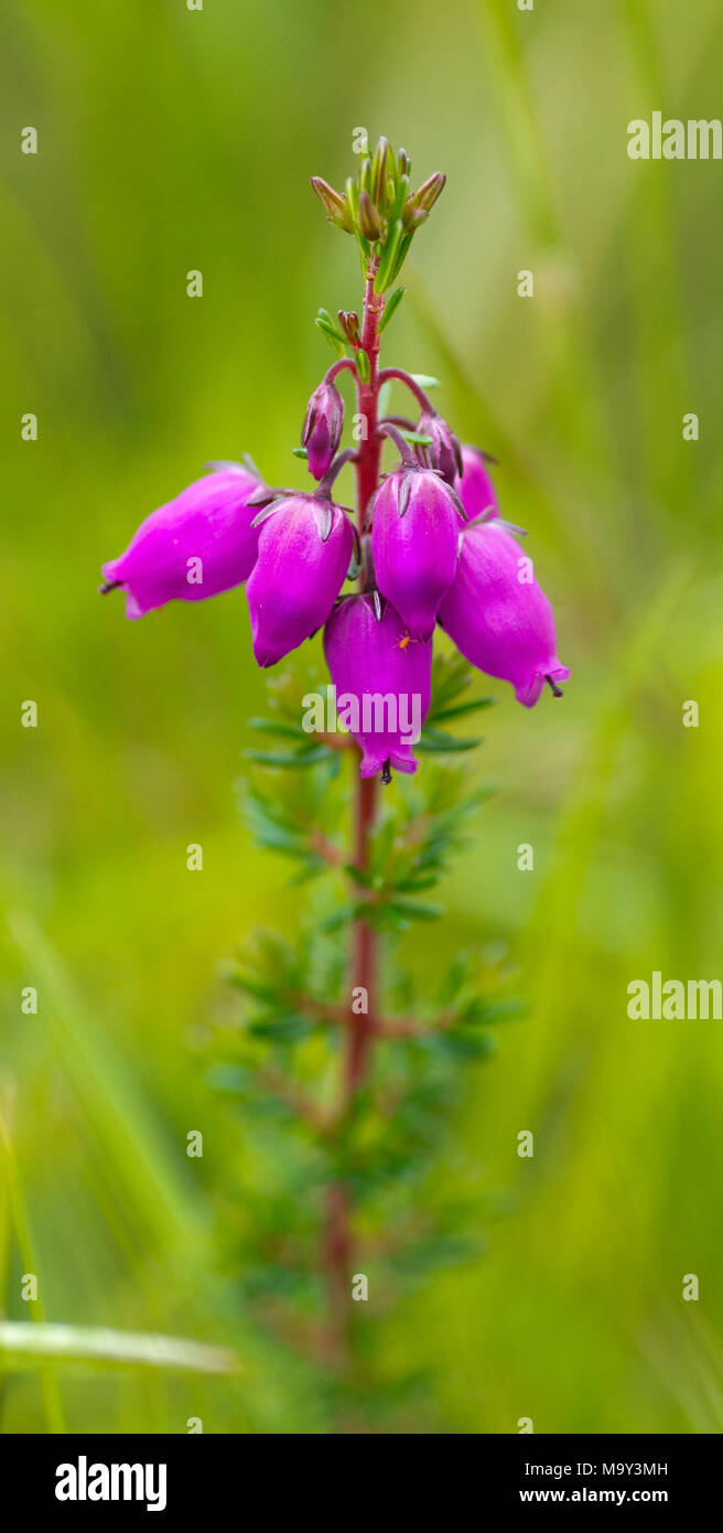 Bell heather (Erica cinerea) in flower Stock Photo - Alamy