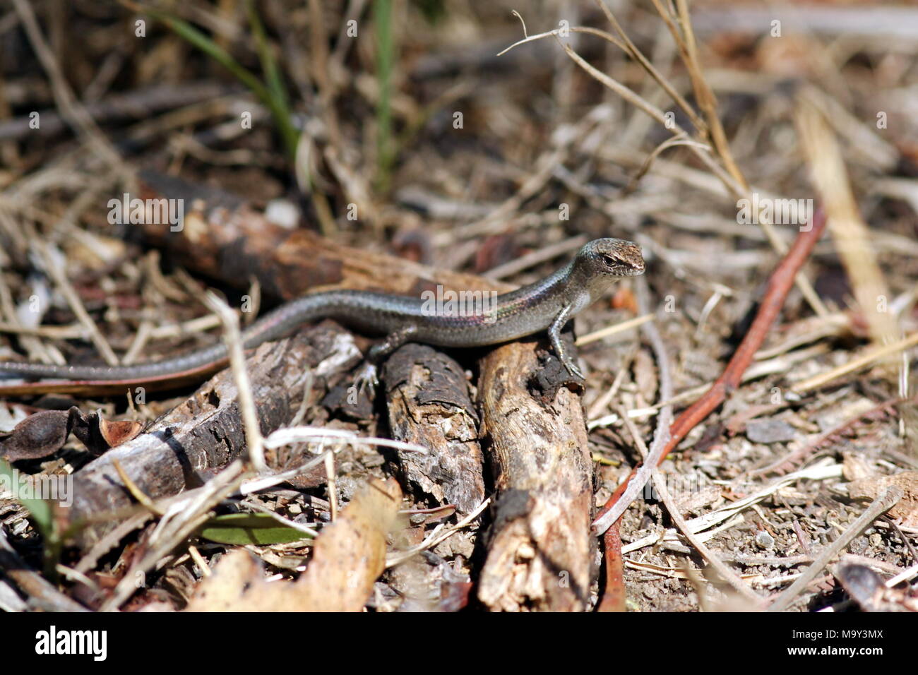 Droptail Skink Lizard on the woodland floor. Victoria, Australia Stock ...