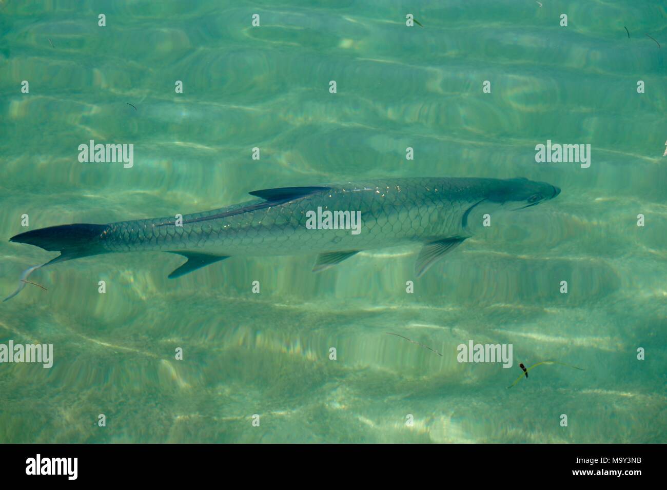 Fish swimming in shallow waters on a sand bar near Key West, Florida ...