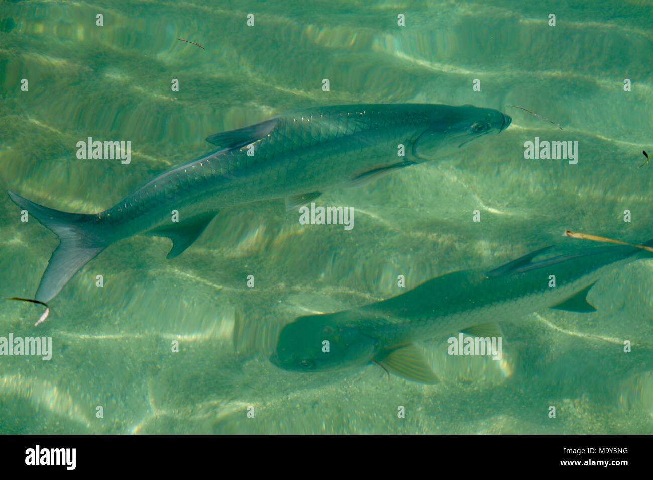 Fish swimming in shallow water hi-res stock photography and images - Alamy