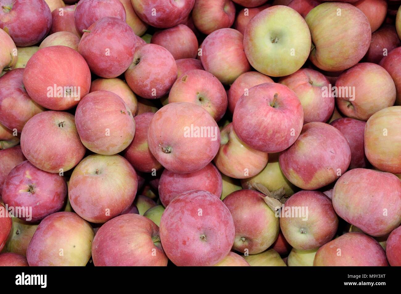 Assorted farm fresh apples in a retail display at historic 1837 ...