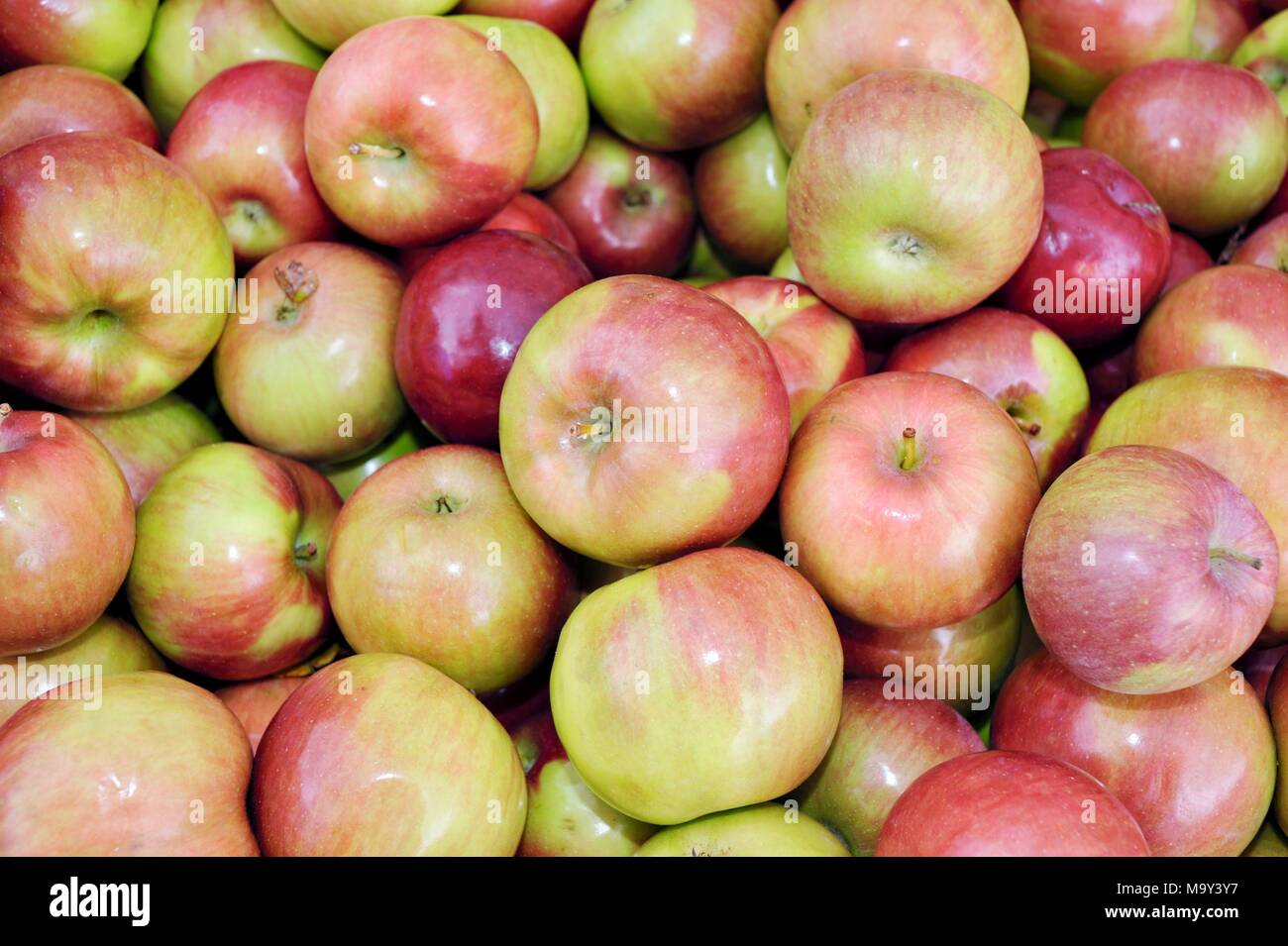 Assorted farm fresh apples in a retail display at historic 1837 ...