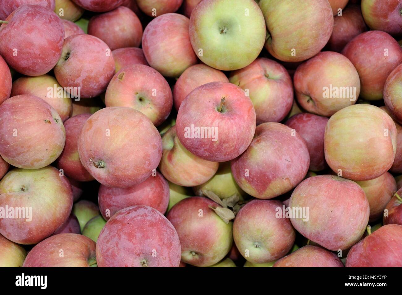 Assorted farm fresh apples in a retail display at historic 1837 ...