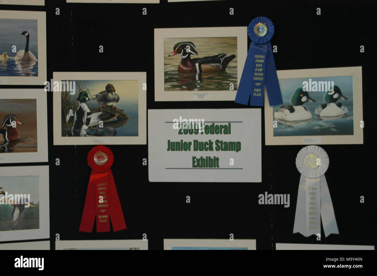 United states duck stamp hi-res stock photography and images - Alamy