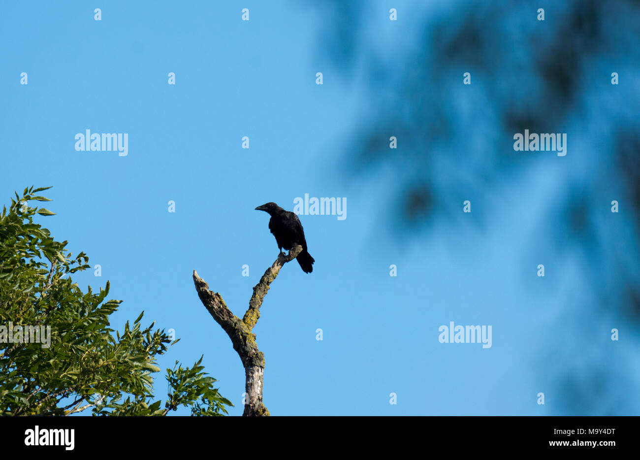 Dead carrion crow hi-res stock photography and images - Alamy