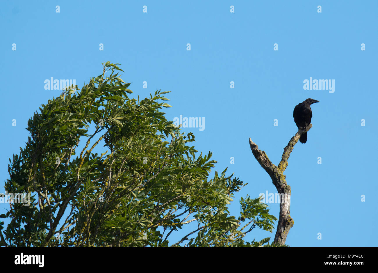 Juvenile Carrion Crow (Corvus corone) sitting on dead tree branch Stock ...