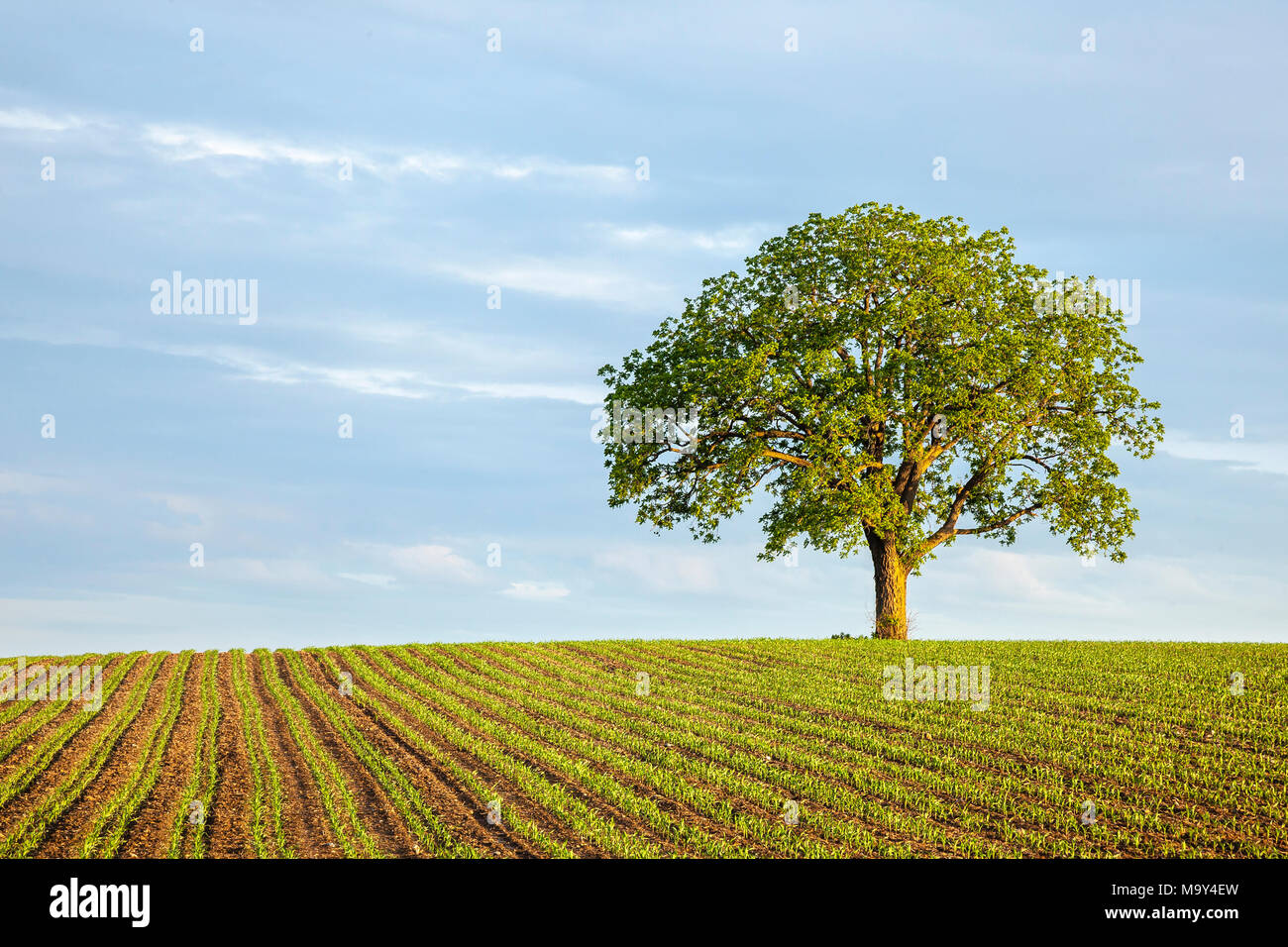 Black walnut tree hi-res stock photography and images - Alamy