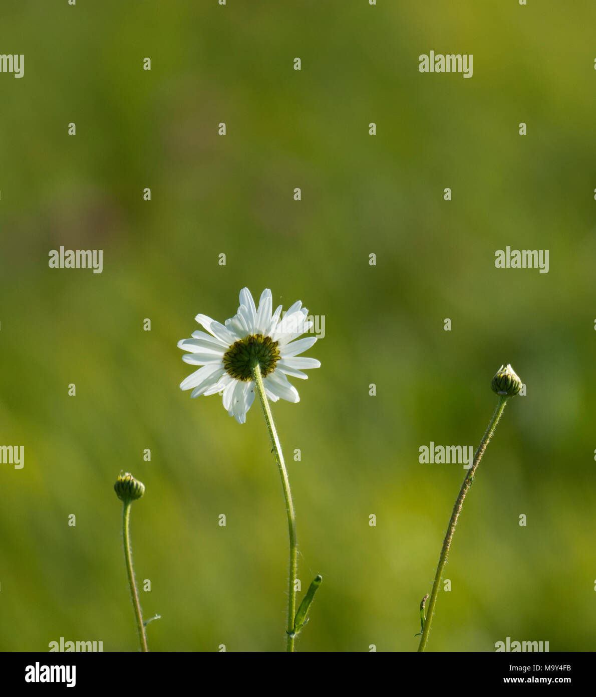 Oxeye daisy leucanthemum vulgare hi-res stock photography and images ...