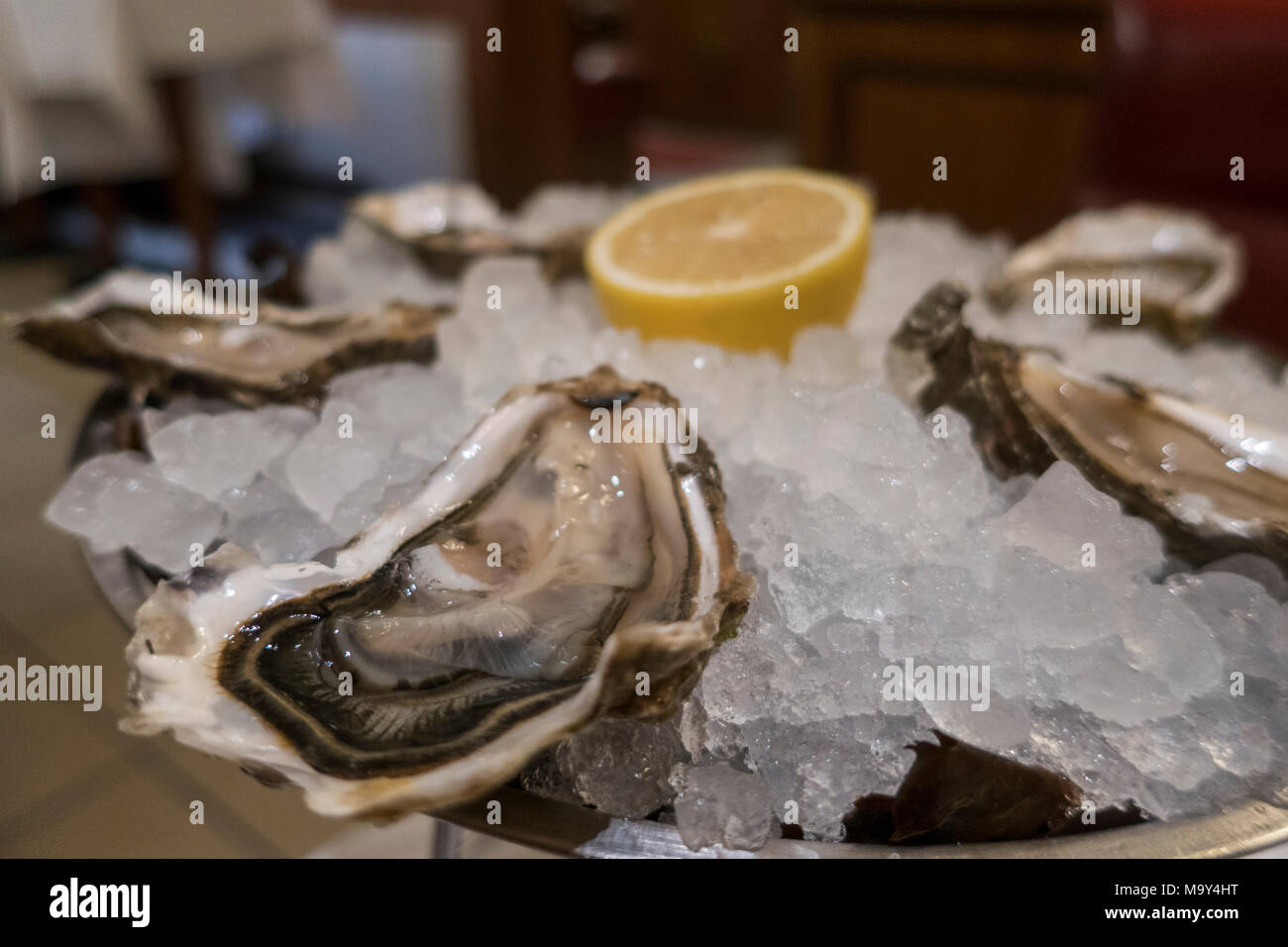 Silver oyster hi-res stock photography and images - Alamy