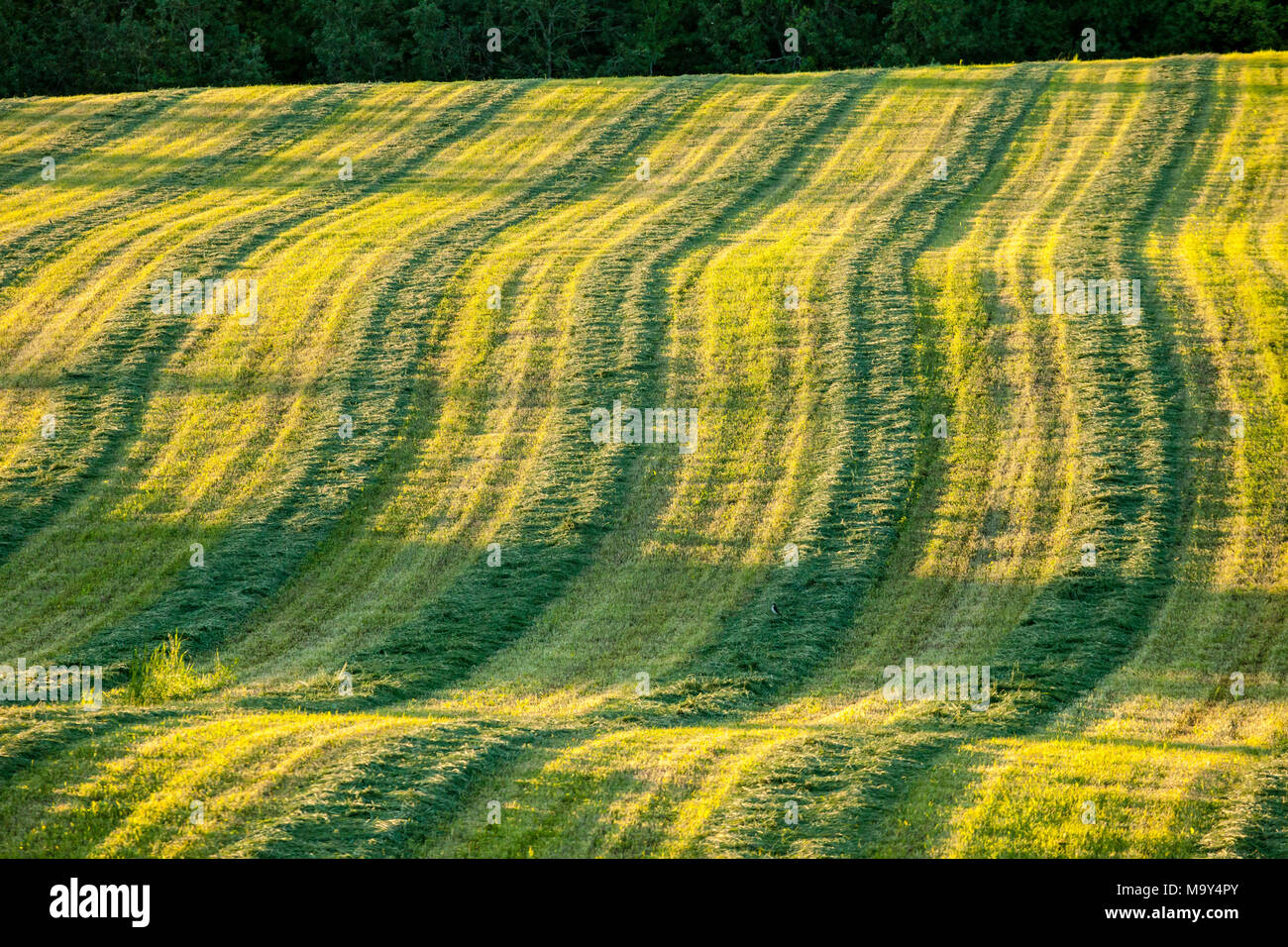Mowing the hay field hi-res stock photography and images - Alamy