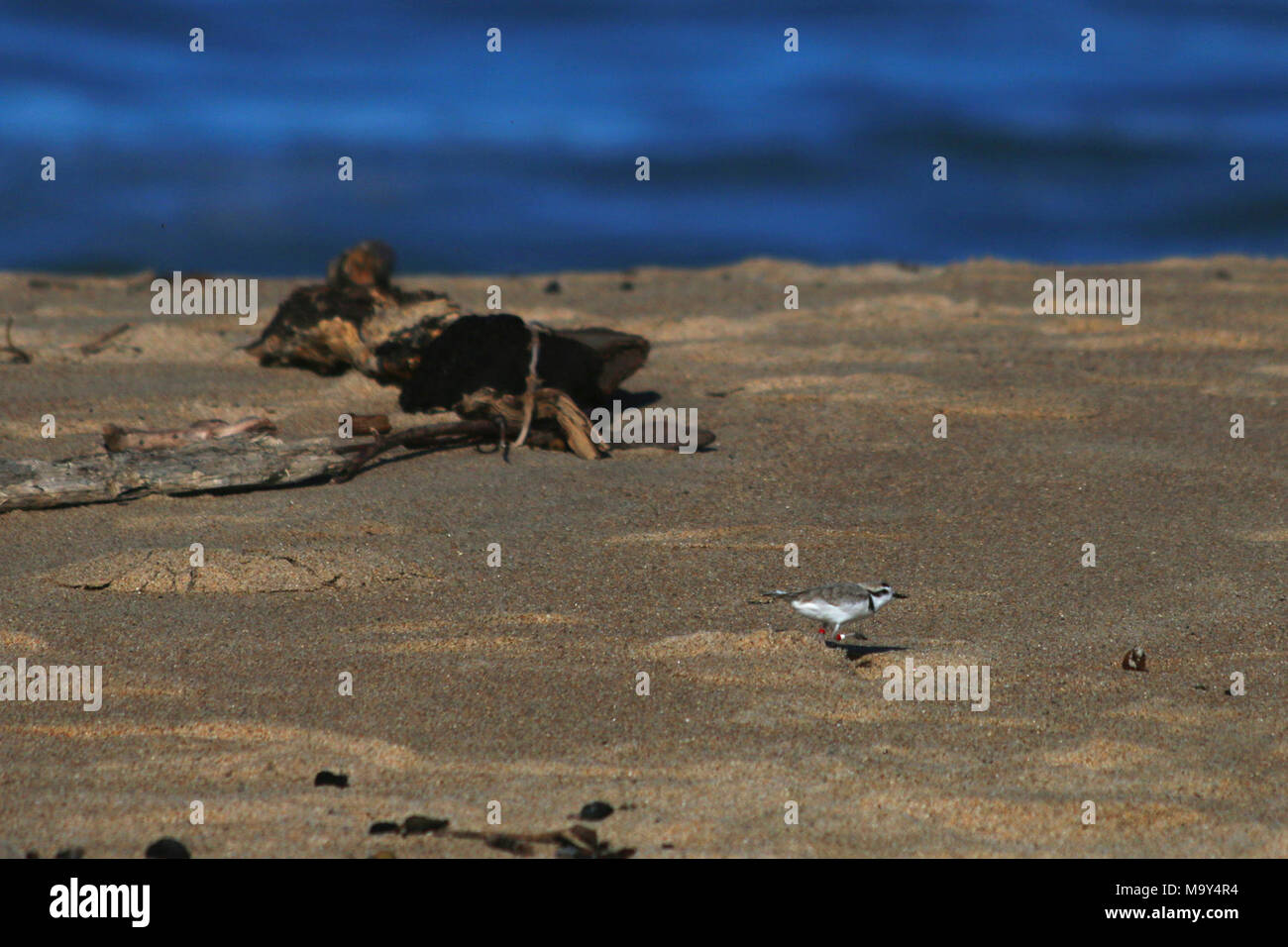 Western snowy plover habitat hi-res stock photography and images - Alamy