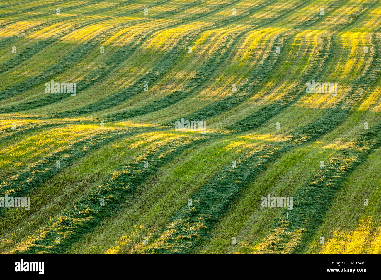 Freshly mown hayfield hi-res stock photography and images - Alamy