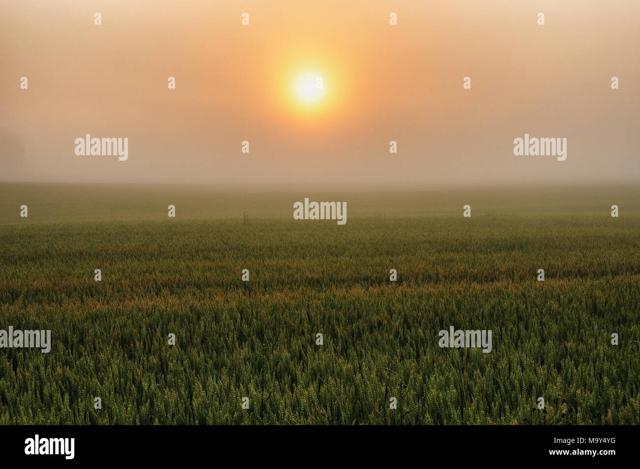 spring dawn. scenic spring field Stock Photo - Alamy