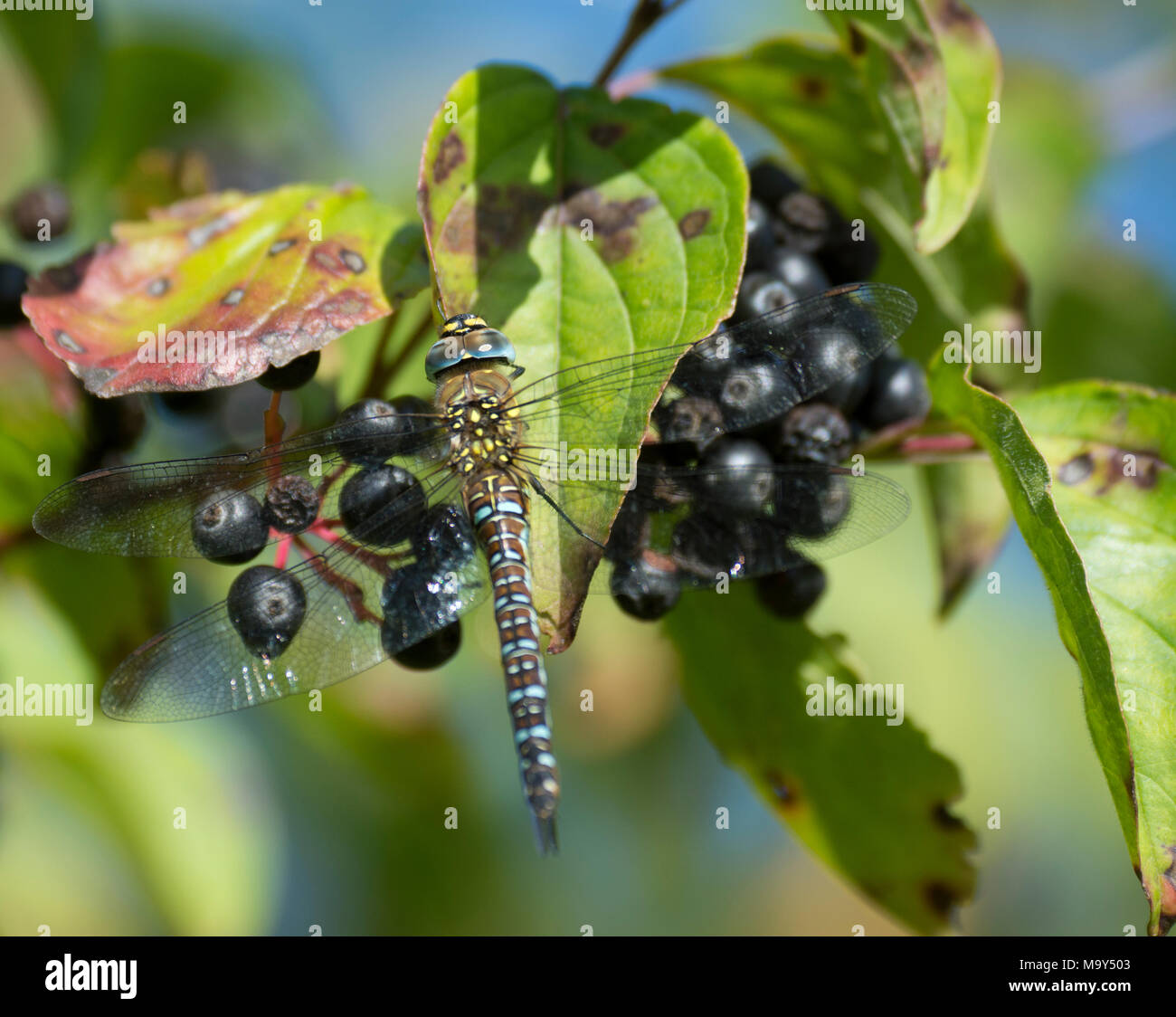 Southern Hawker (Aeshna cyanea) dragonfly on elder tree (Sambucus nigra ...