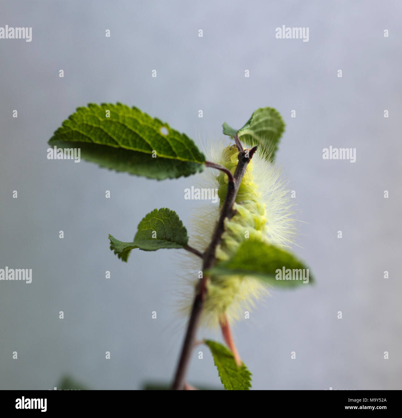 Pale Tussock (Calliteara pudibunda) moth caterpillar feeding Stock ...
