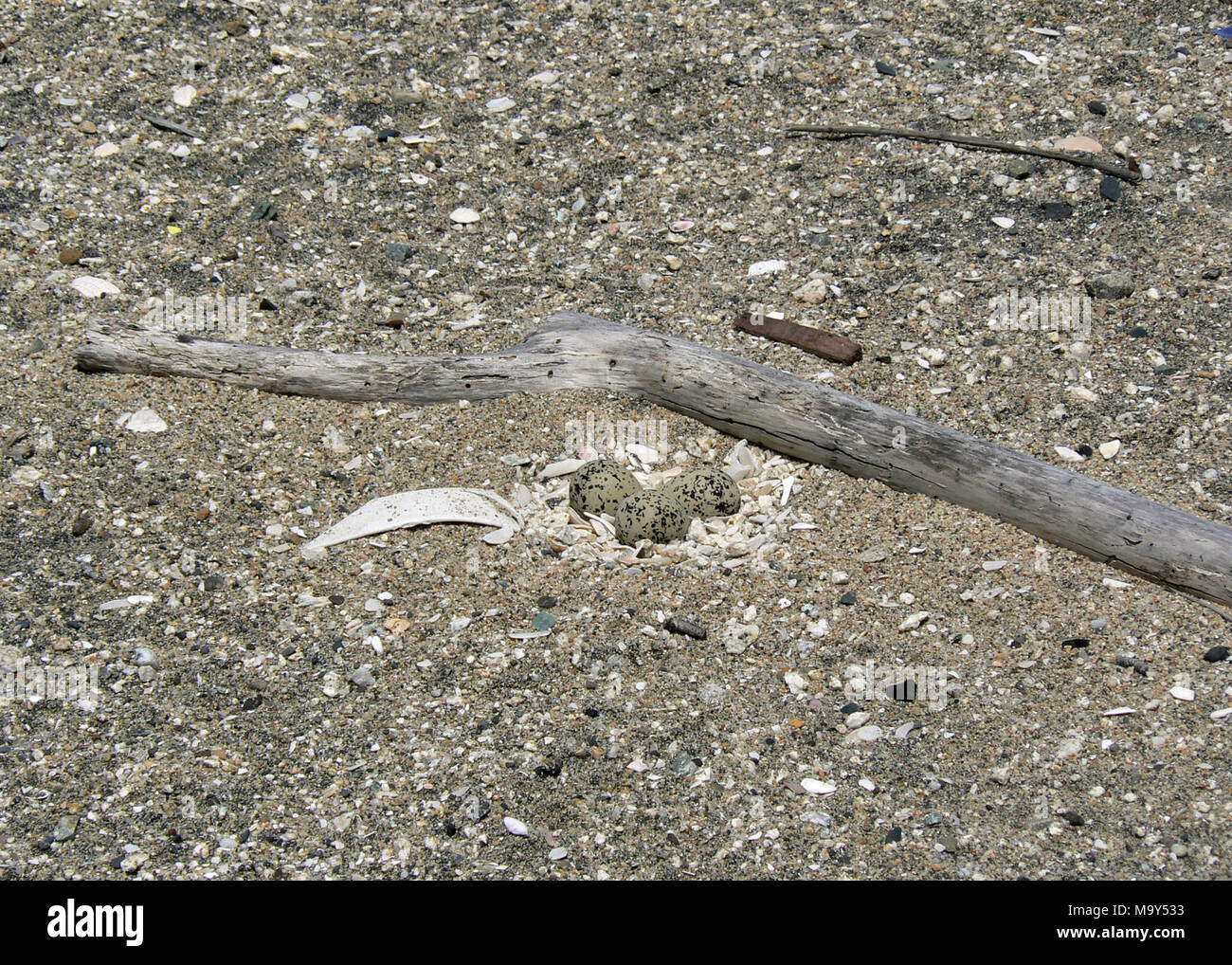 A typical western snowy plover nest. LOS ANGELES, Calif. - A typical ...