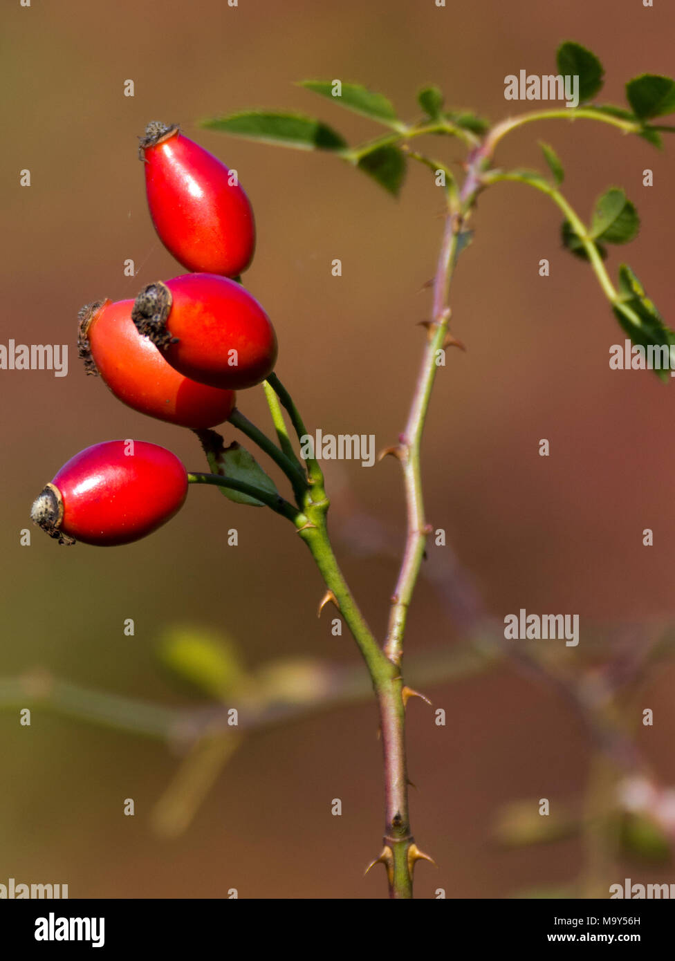 Dog rose hips (Rosa canina Stock Photo - Alamy