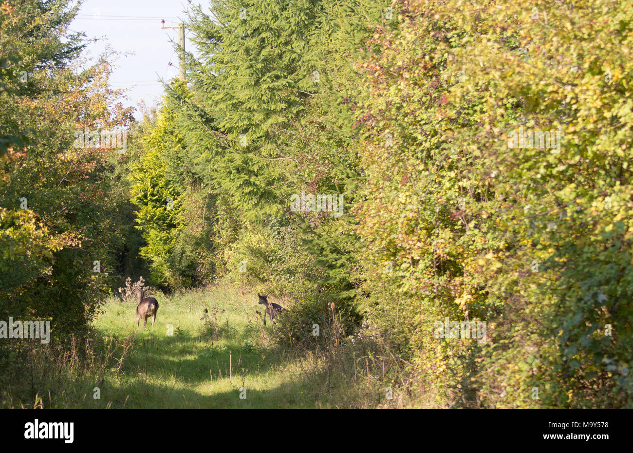 Fallow deer (dama dama) running through woodland ride Stock Photo - Alamy