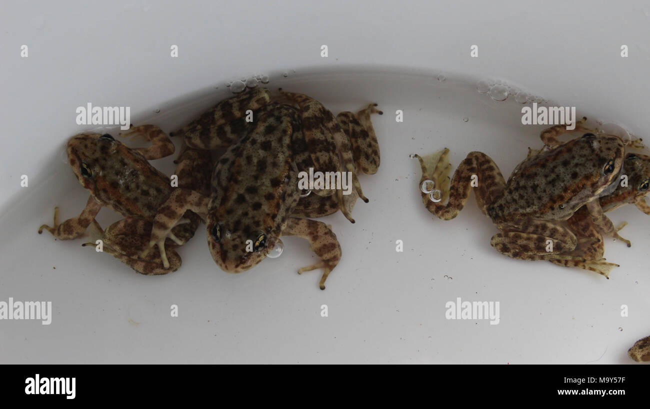 Adult mountain yellow-legged frogs before release. San Bernardino ...