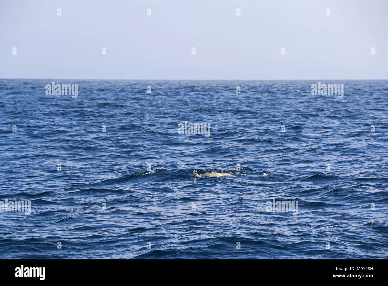 After release, Tucker swims in the open ocean Stock Photo - Alamy