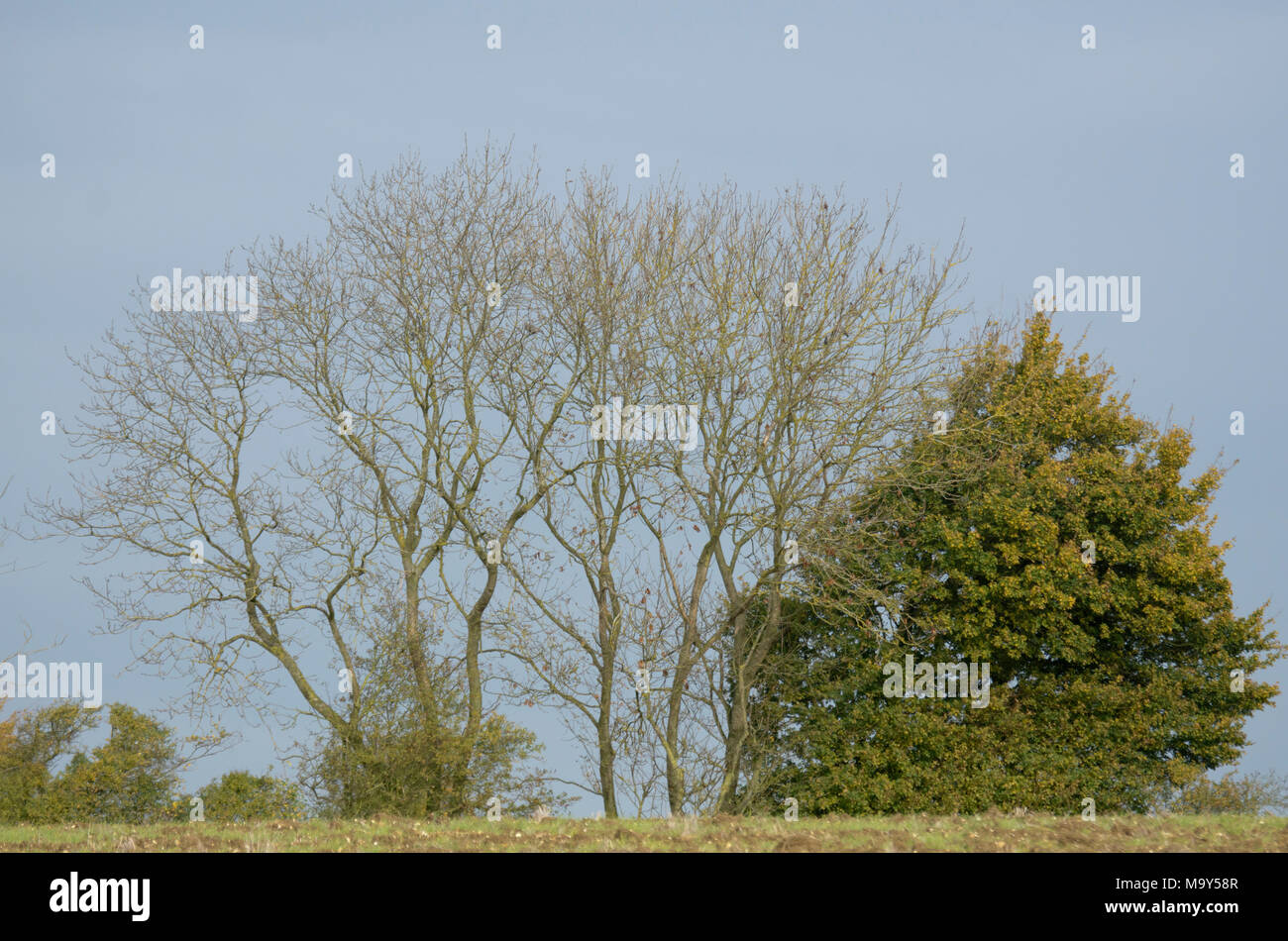 Autumnal tree line Stock Photo - Alamy