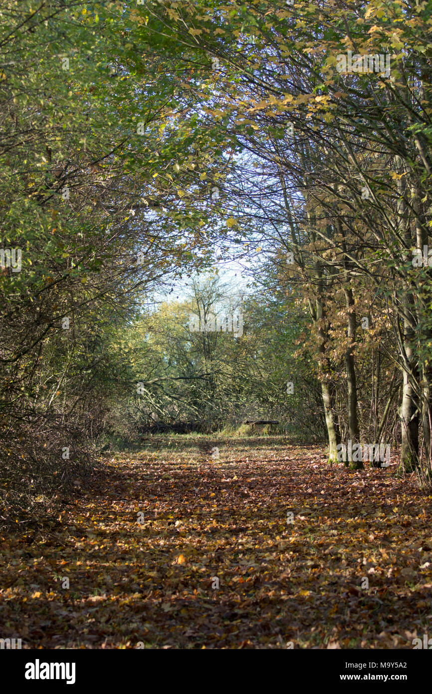 Ride wood hi-res stock photography and images - Alamy