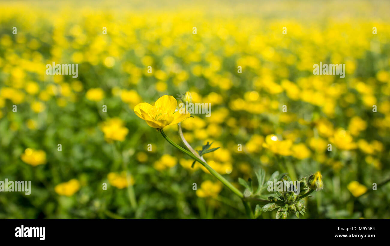 blooming flower in spring, buttercup, crowfoot, ranunculus Stock Photo ...