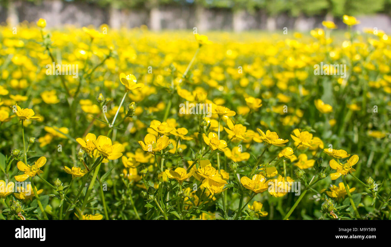 blooming flower in spring, buttercup, crowfoot, ranunculus Stock Photo ...