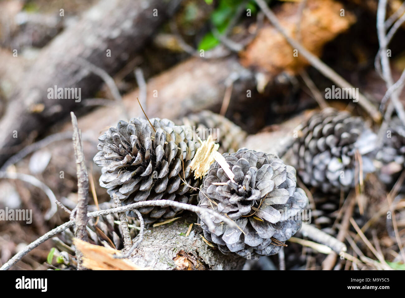 Cone bush hi-res stock photography and images - Alamy