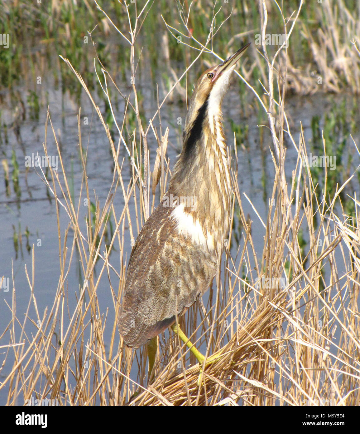 American bittern image hi-res stock photography and images - Alamy