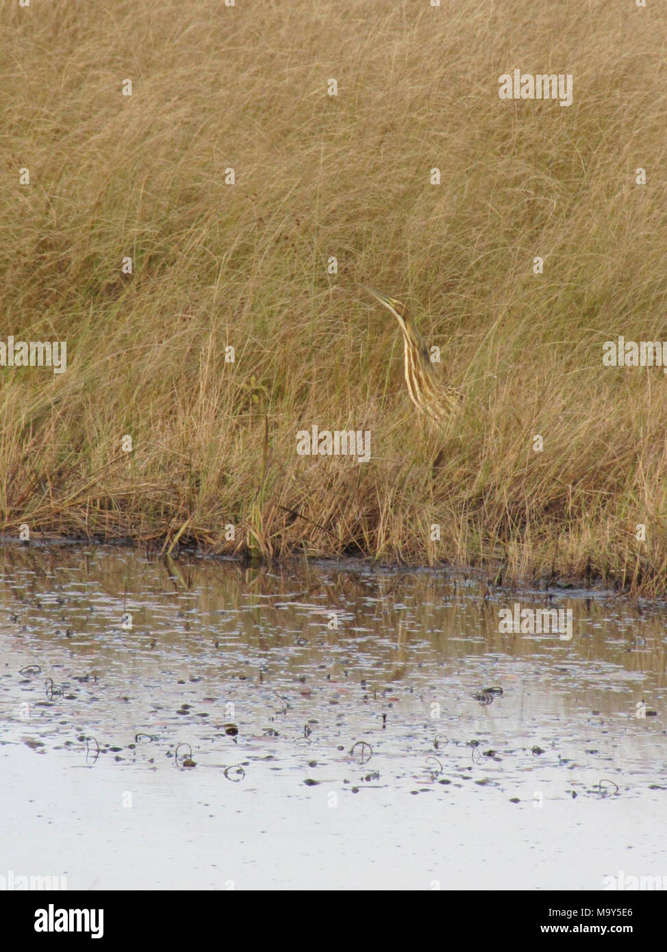 American bittern image hi-res stock photography and images - Alamy