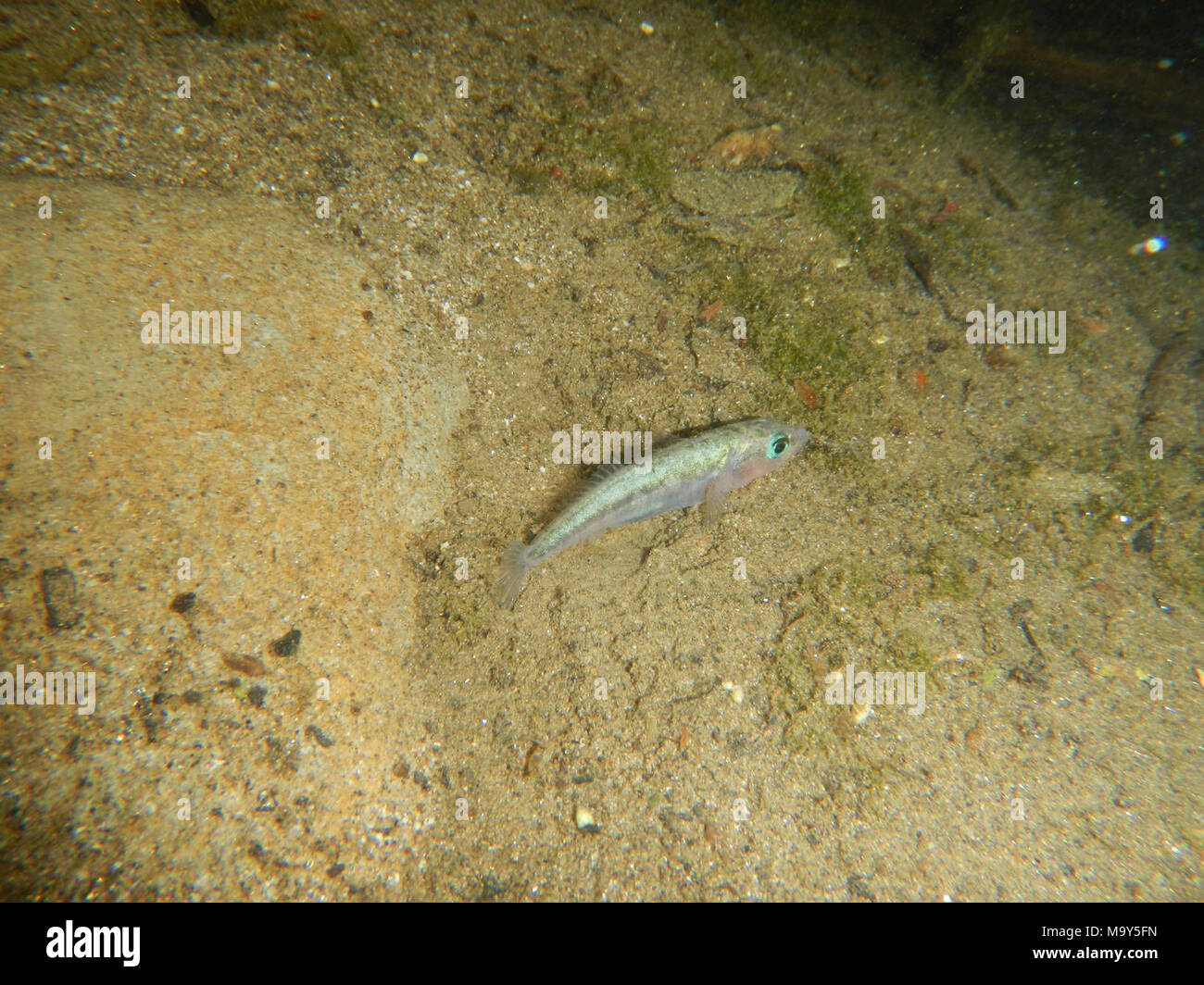 An unarmored threespine stickleback (UTS) swims in new habitat after ...