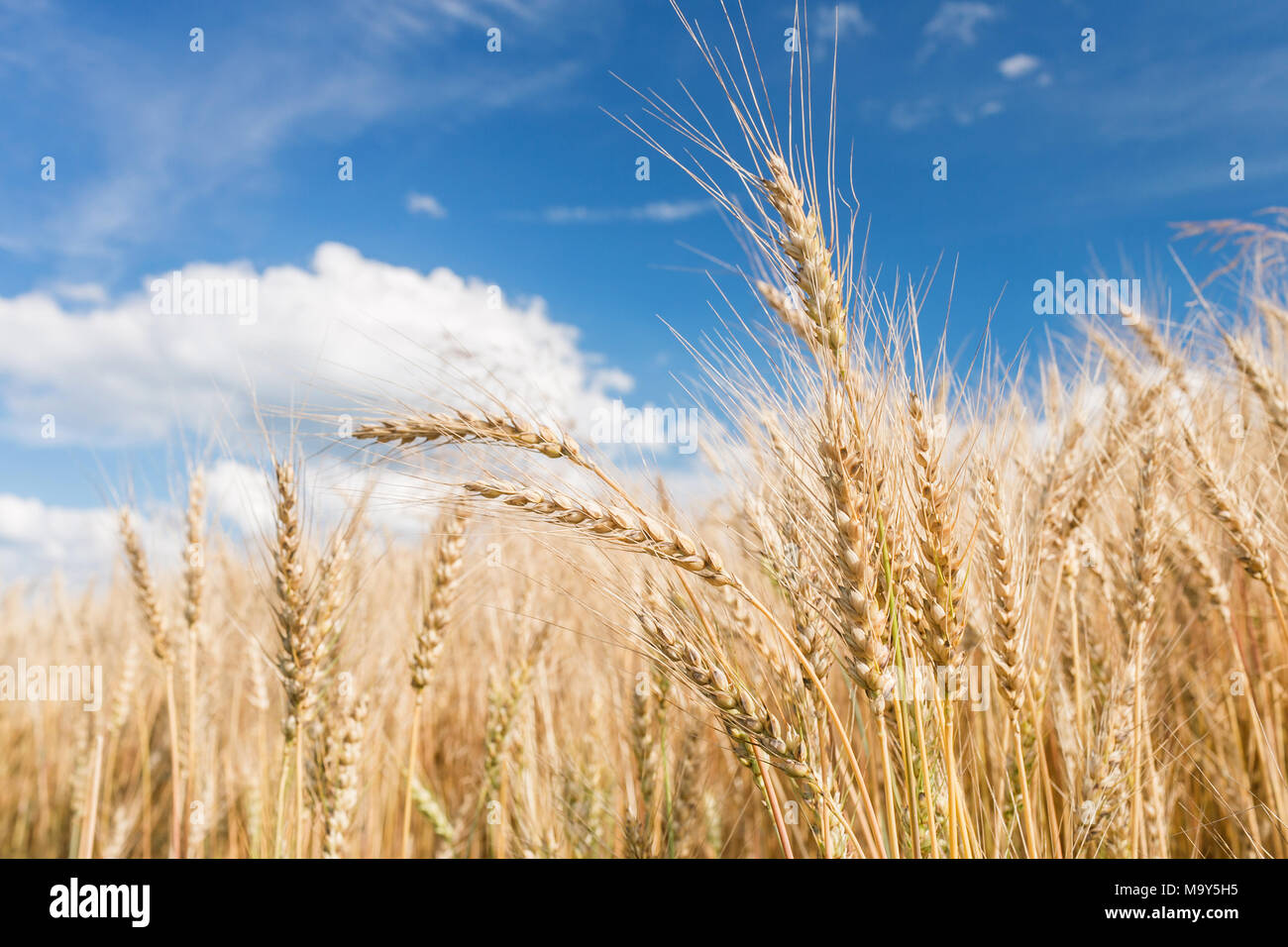 Ripe harvest, agricultural land. Gold wheat field and blue sky. Summer ...
