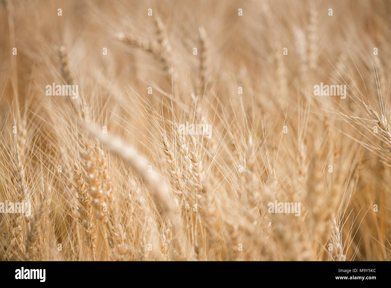 Ripe harvest, agricultural land. Gold wheat field and blue sky. Summer ...