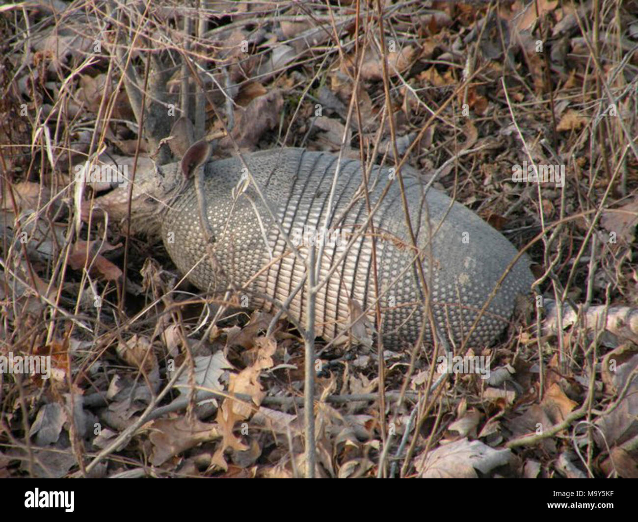 Armadillo conservation hi-res stock photography and images - Alamy