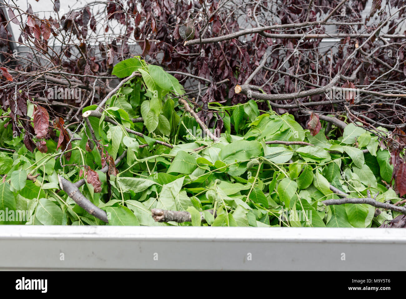 Branches in the back of the truck. The work of the gardener, cutting ...