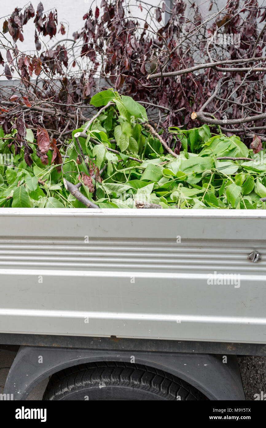 Branches in the back of the truck. The work of the gardener, cutting ...