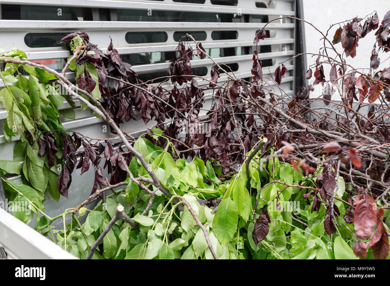 Branches in the back of the truck. The work of the gardener, cutting ...