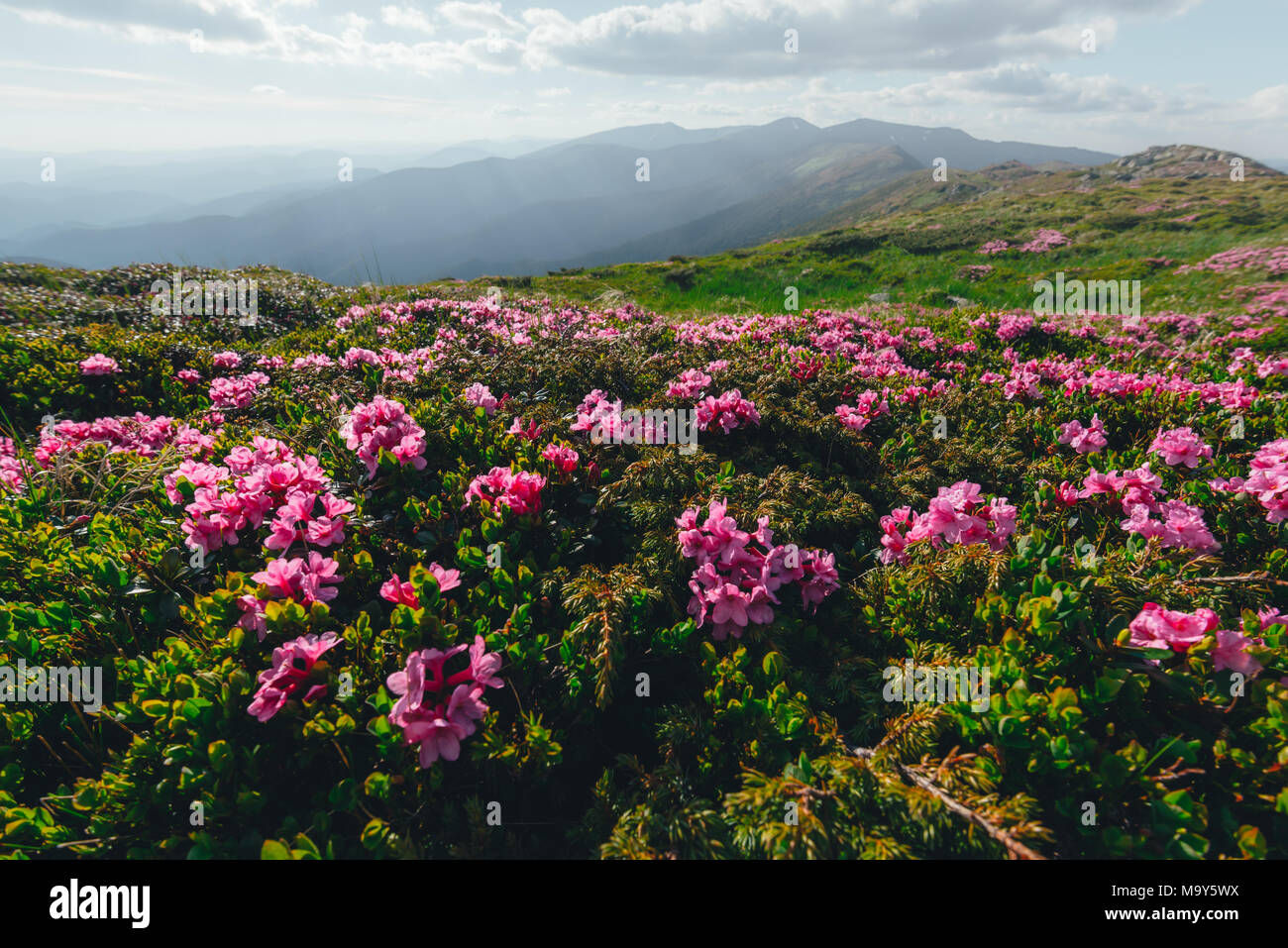 Rhododendron landscape hi-res stock photography and images - Alamy
