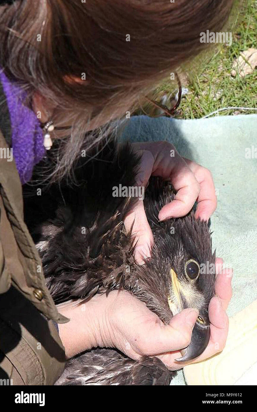 Bald Eagle Chick. Checking chick head Stock Photo - Alamy