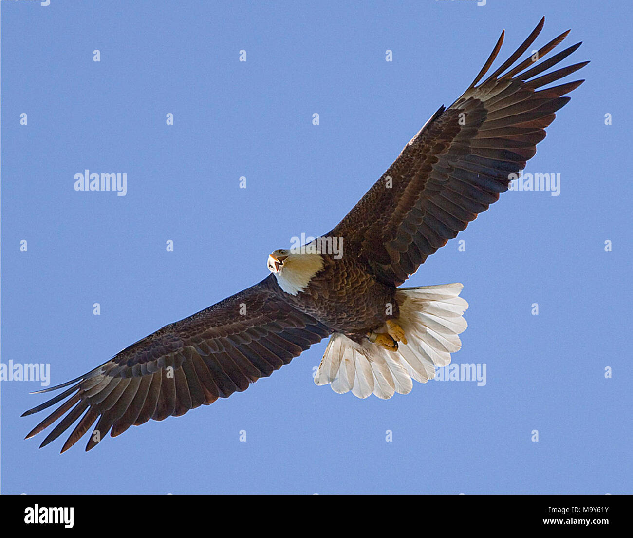 Bald Eagle. Eagle looking down Stock Photo - Alamy