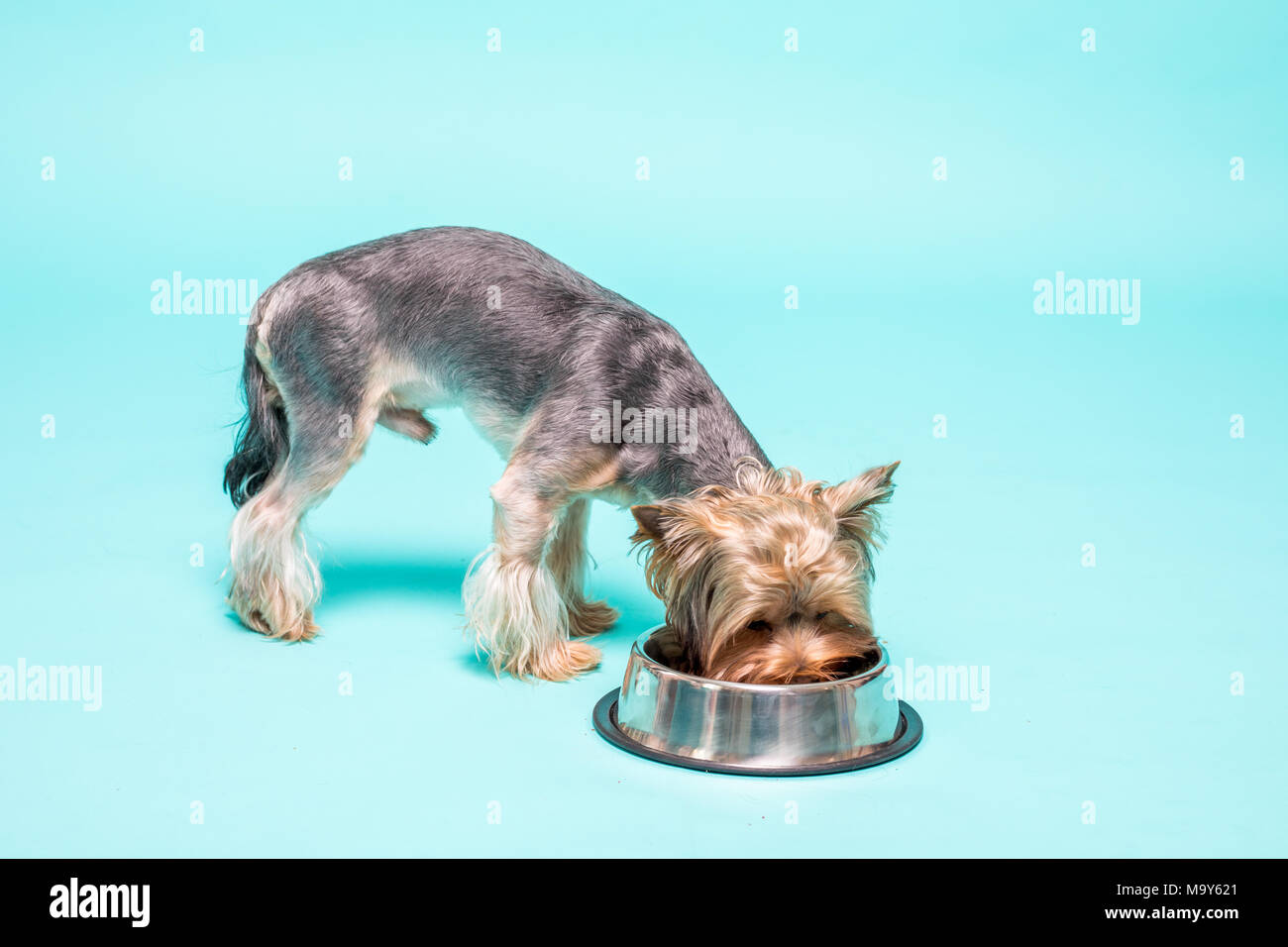 What Can A Yorkshire Terrier Eat