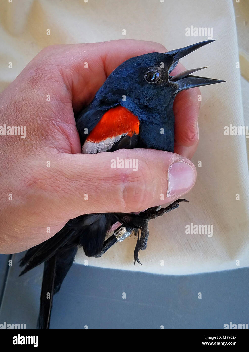 Citizens scientists hi-res stock photography and images - Alamy