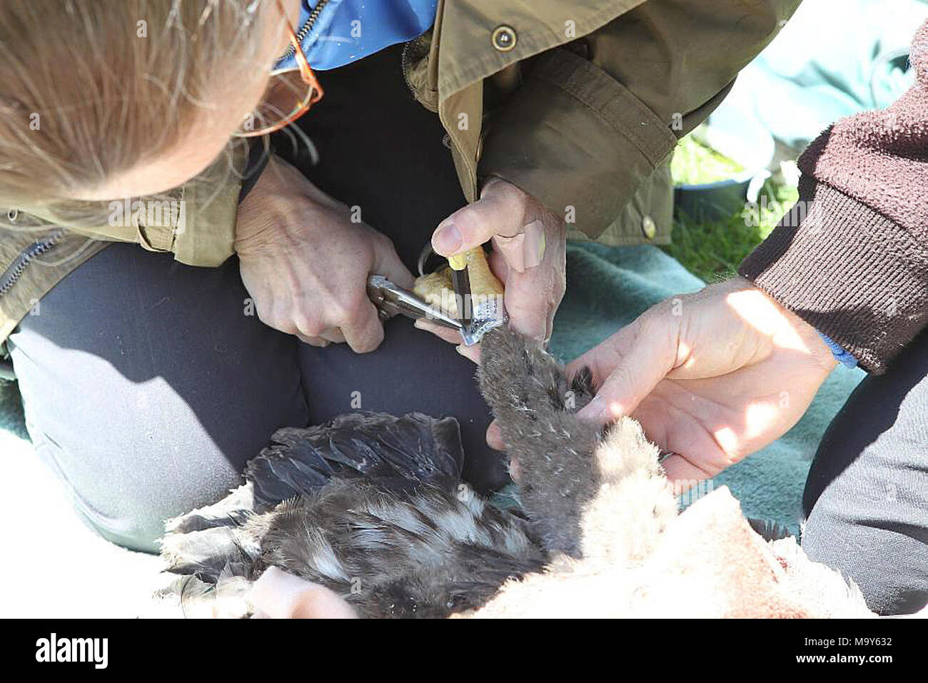 Banding Bald Eagle. Banding eagle chick Stock Photo - Alamy
