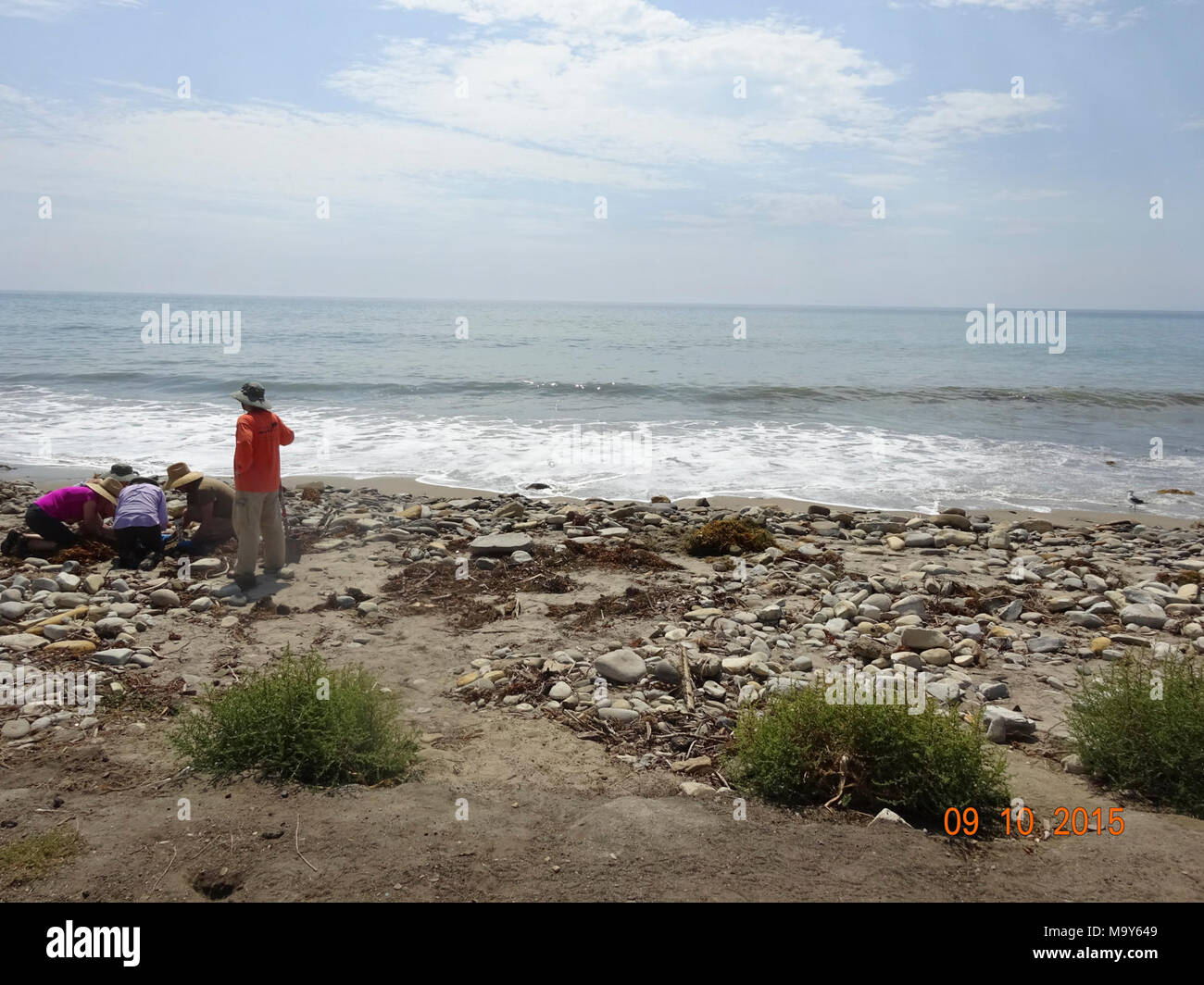 Beach hopper collection. David Hubbard (UCSB), Jenny Marek (FWS), Carol ...